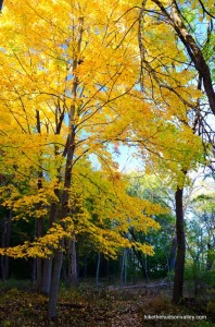 Falling Waters Preserve | Hike the Hudson Valley