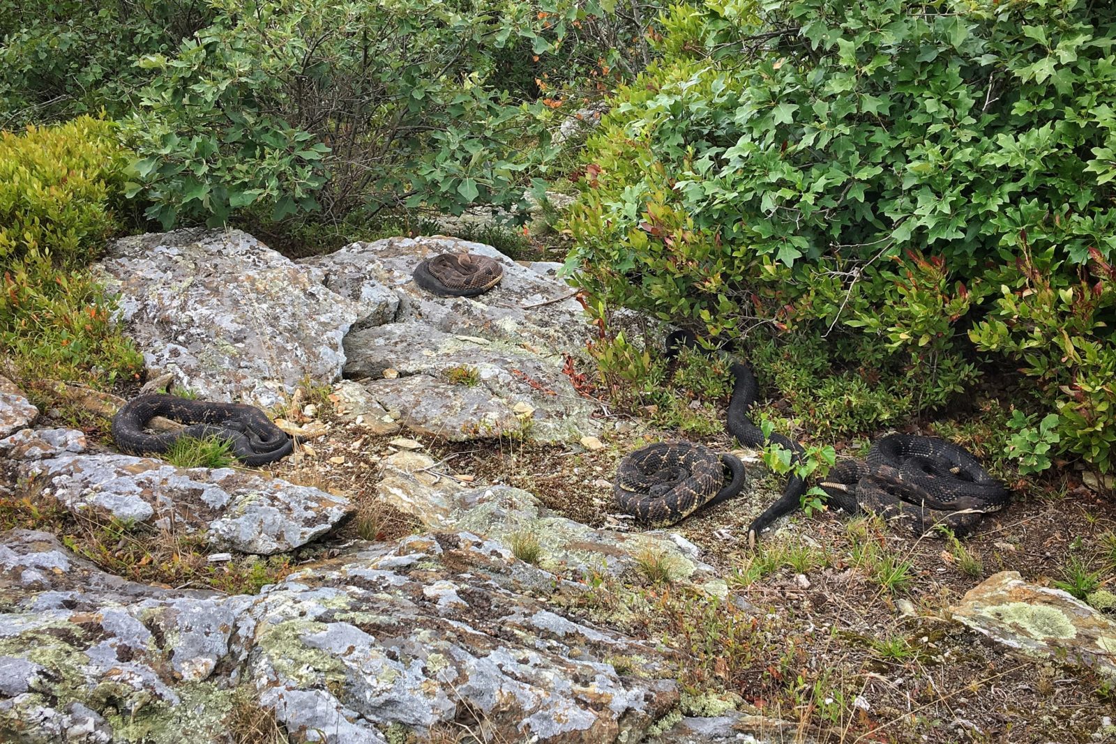 Snakes on a trail | Hike the Hudson Valley